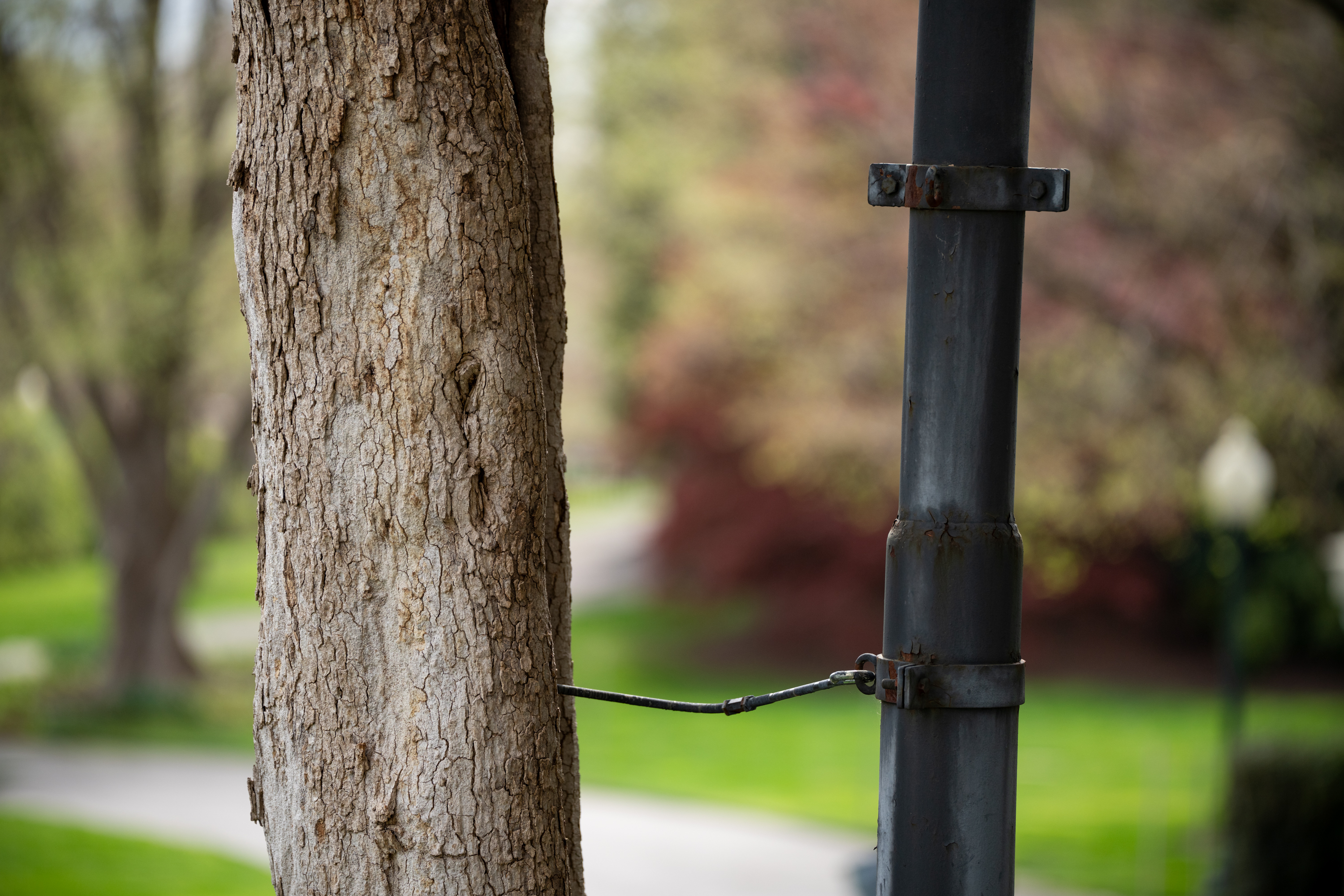 White House to Safely Replace Historic “Jackson Magnolia” with ...